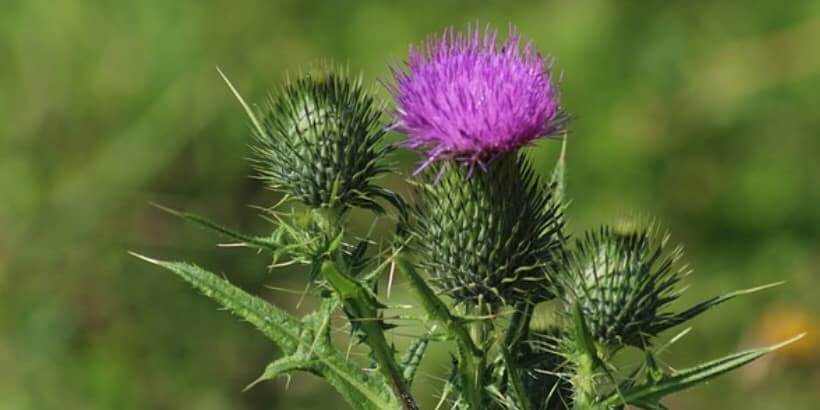 How to Manage Invasive Thistle and Improve Your Soil | Chelsea Green ...