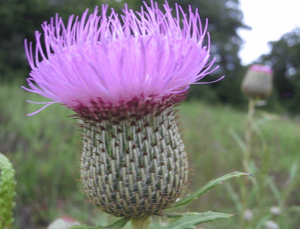 How to Manage Invasive Thistle and Improve Your Soil