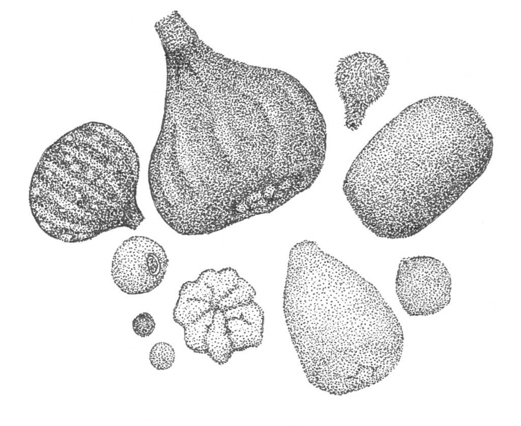 10 Fascinating Fig Facts | Chelsea Green Publishing 10 Fascinating Fig Facts | Chelsea Green Publishing