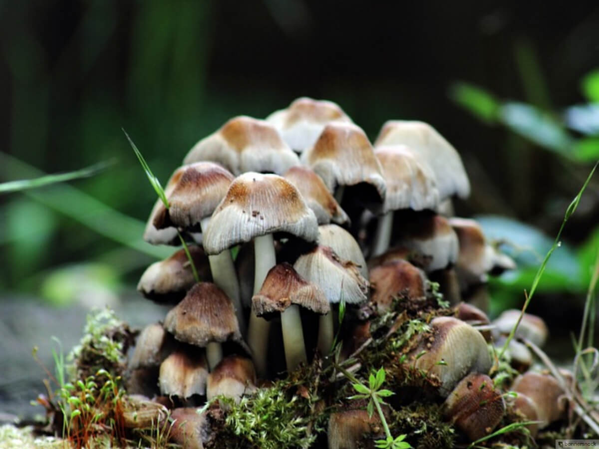The Secret Life of Fungi | Chelsea Green Publishing