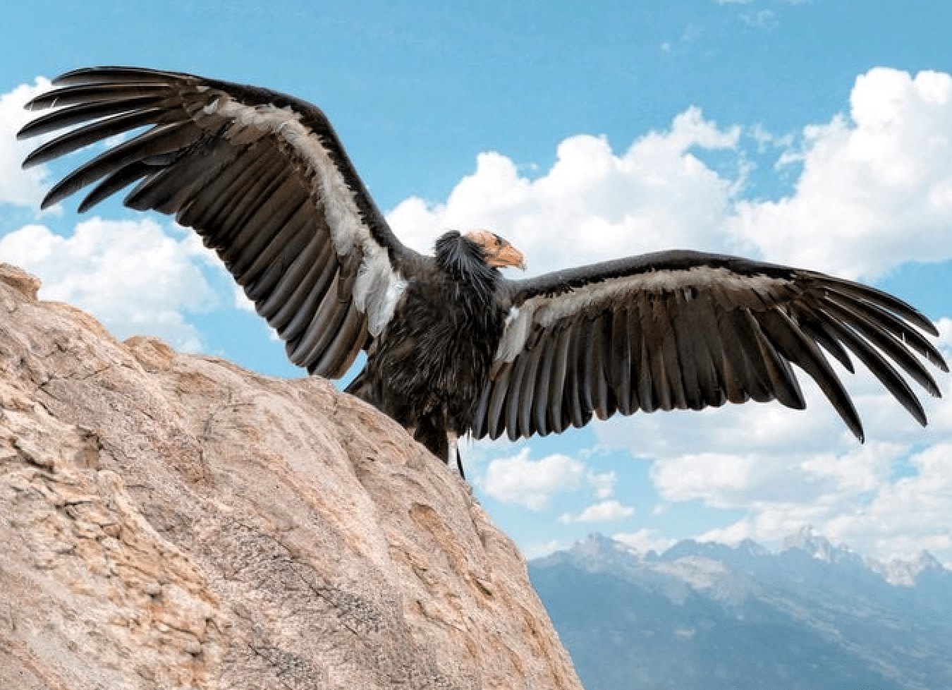 An Endangered Scavenger: Searching for the California Condor