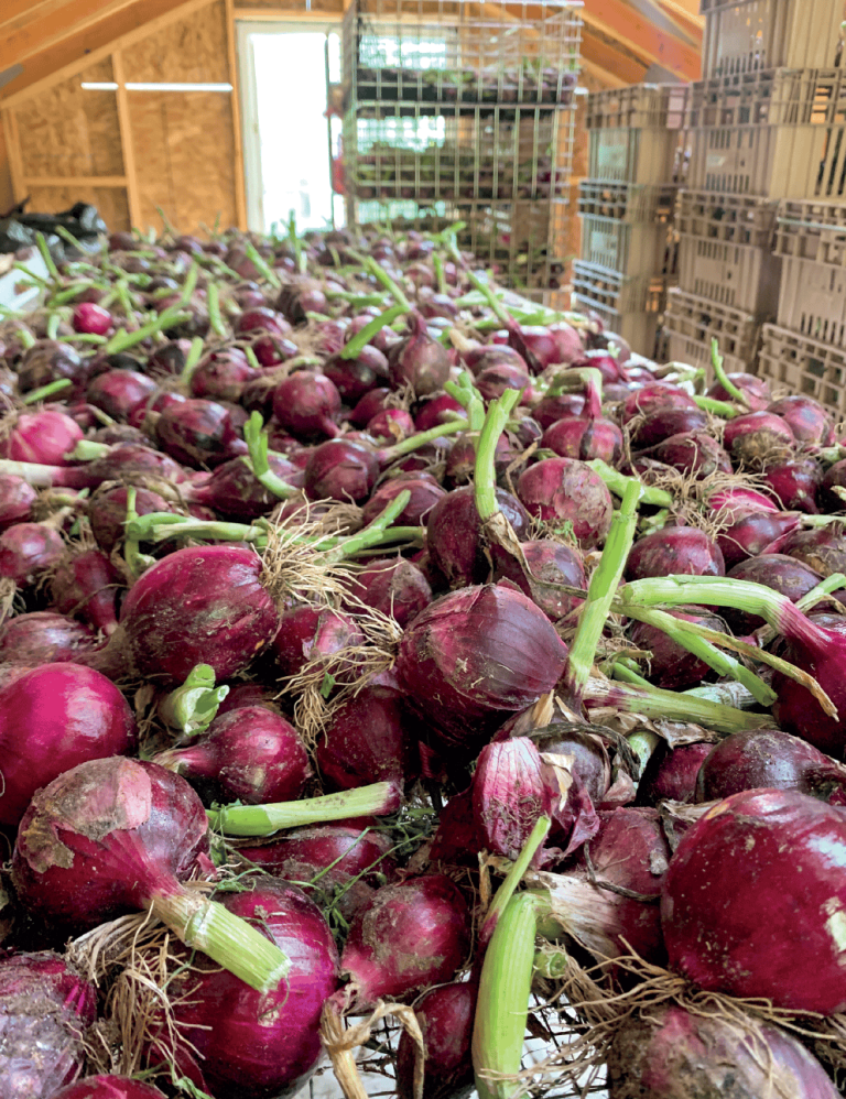 A Guide to Curing Vegetables for Storage | Chelsea Green