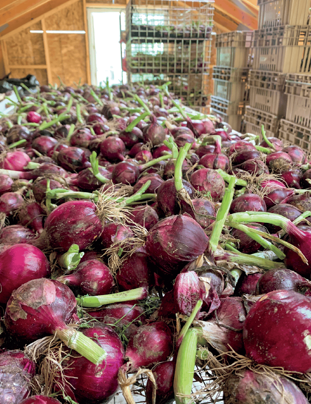 A Guide to Curing Vegetables for Storage | Chelsea Green