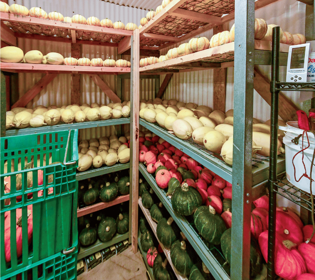 A Guide to Curing Vegetables for Storage | Chelsea Green