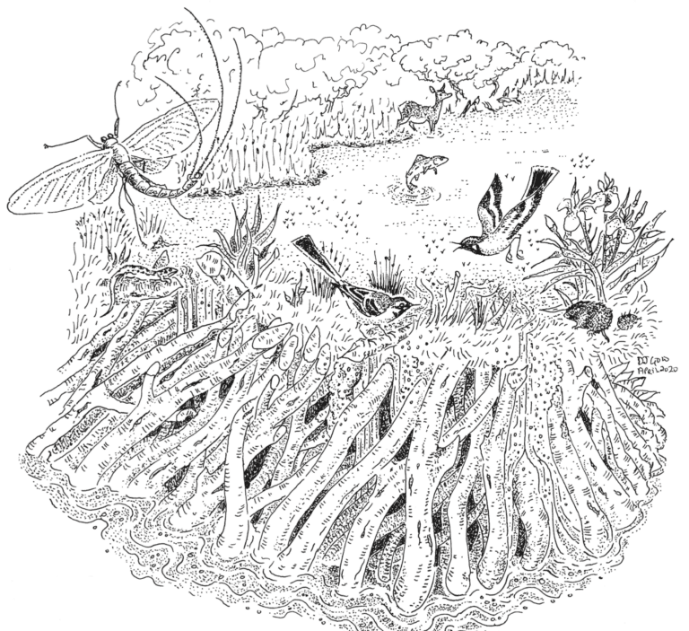 The Dramatic History of Bringing Beavers Back to Britain