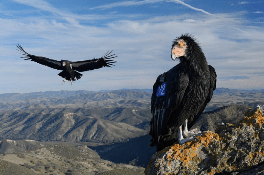 An Endangered Scavenger: Searching for the California Condor
