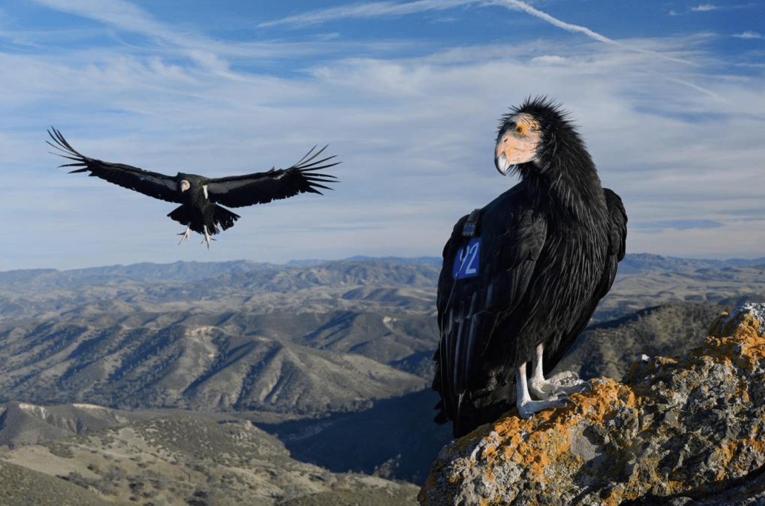 An Endangered Scavenger: Searching for the California Condor