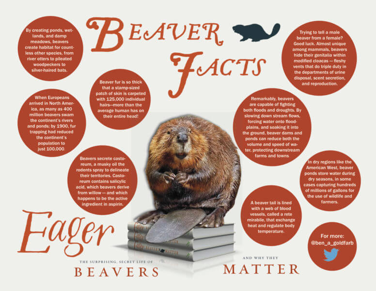 The Surprising, Secret Life of Beavers and Why They Matter