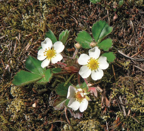 Foraging for wild strawberries - Happy Urban Dirt