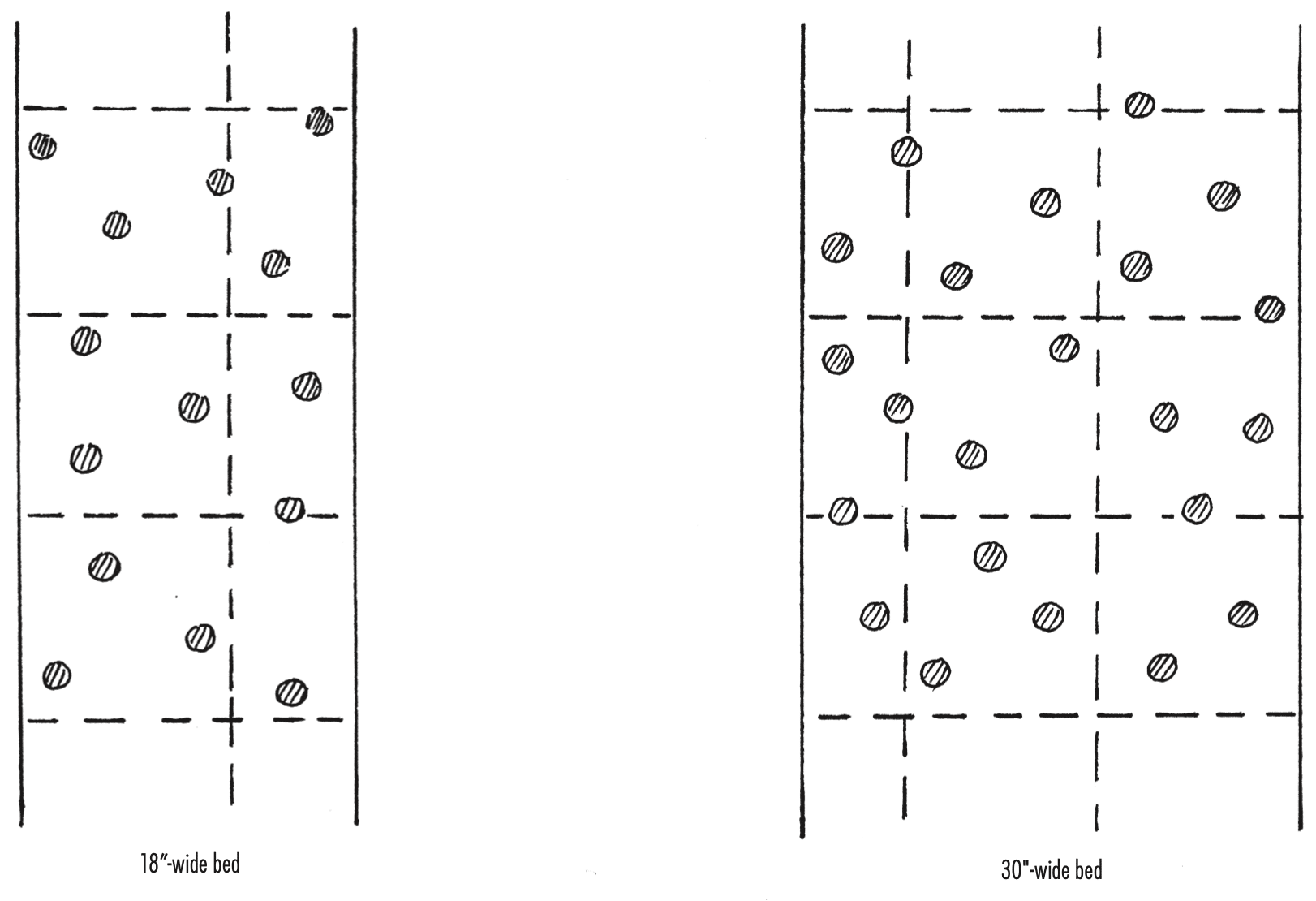 The Ins and Outs of Growing Raspberries: Bramble On | Chelsea Green ...