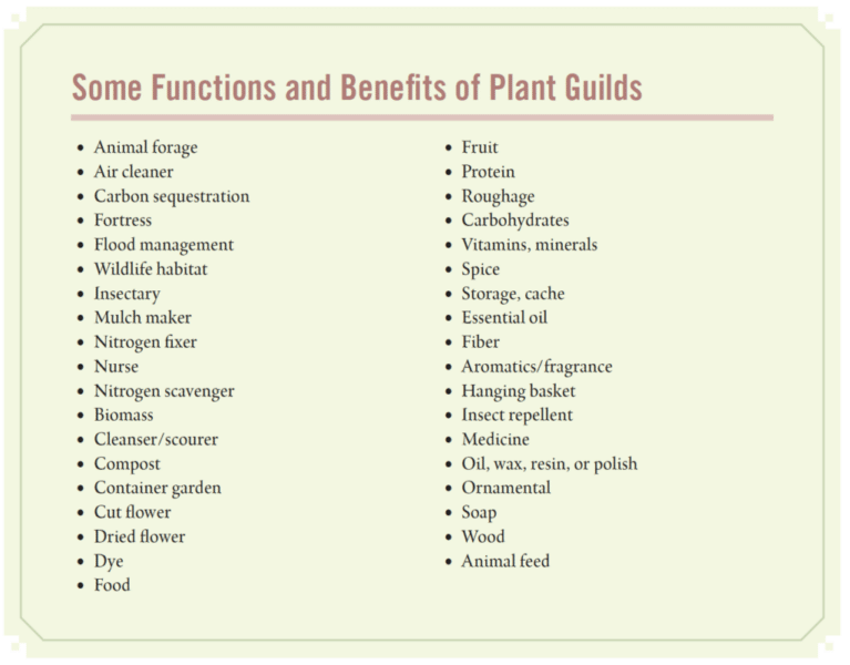 What is a Plant Guild? - Chelsea Green Publishing