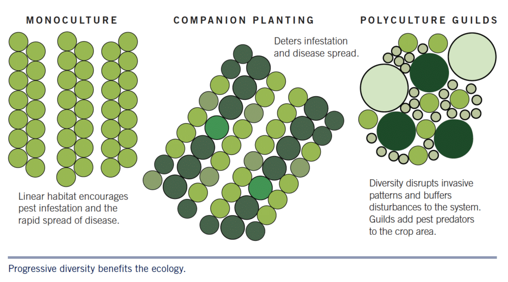 What is a Plant Guild? - Chelsea Green Publishing