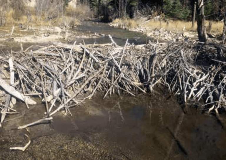 The Surprising, Secret Life of Beavers and Why They Matter - Chelsea ...