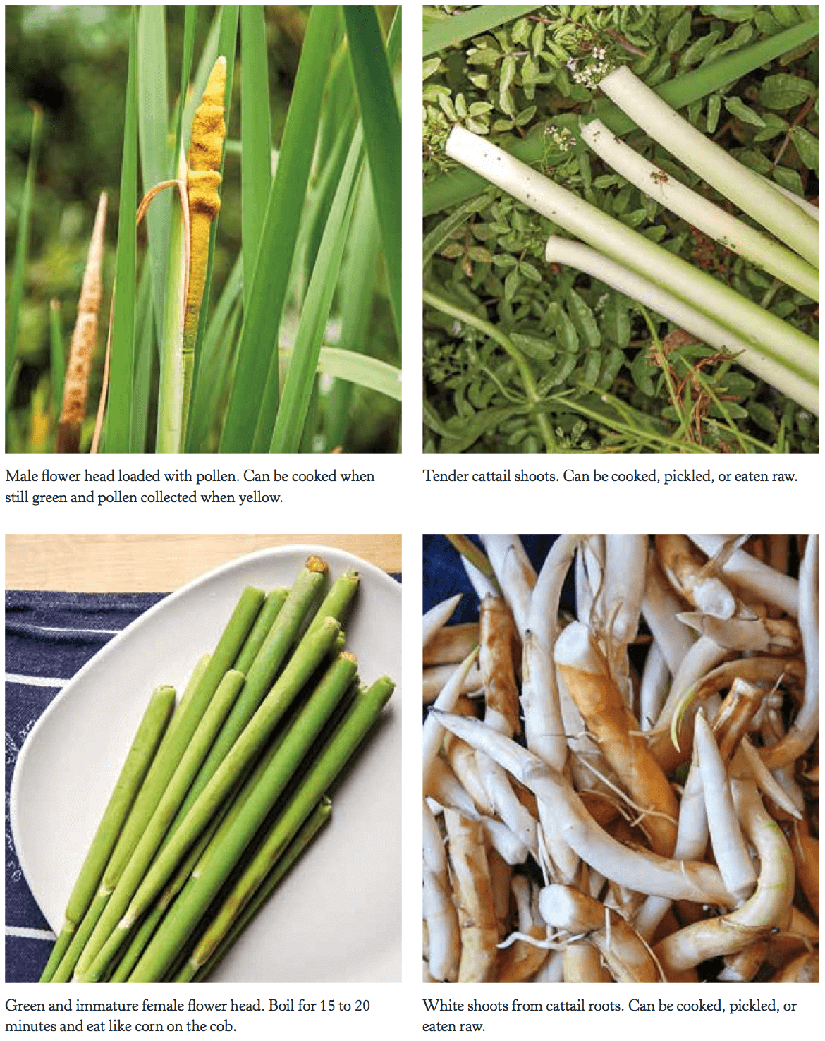 Foraging and Cooking Cat Cattails | Hippocrates Guild