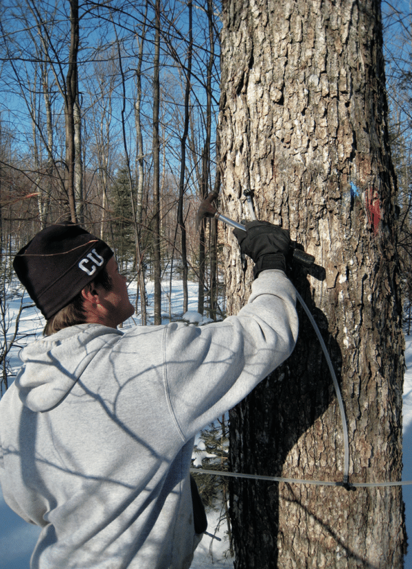 Maple Syrup 101: Spouts, Tapping, and Trees