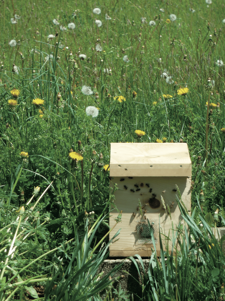 Biodynamic Beekeeping 101 | Chelsea Green Publishing