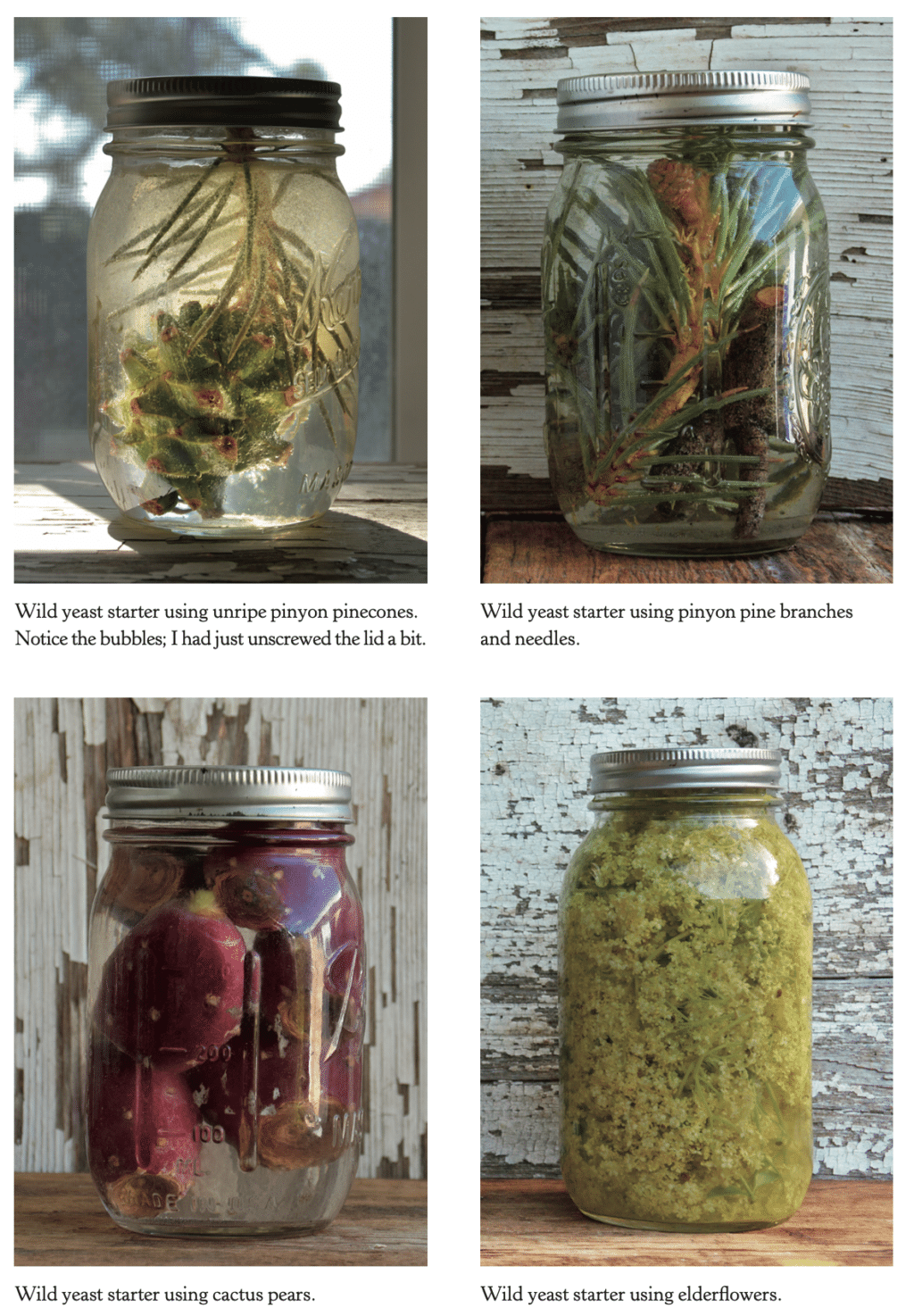 In Search of Wild Yeast: Using Foraged Yeast to Create Brews