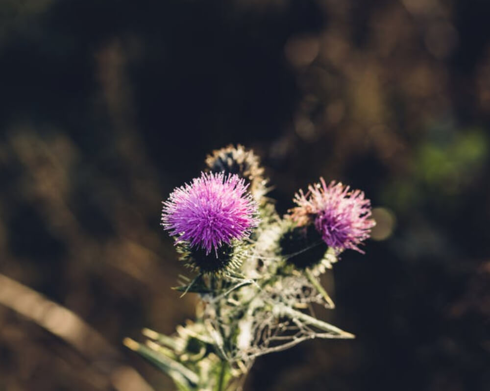 How to Manage Invasive Thistle and Improve Your Soil