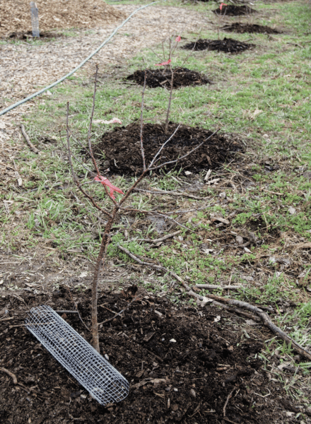 Growing Trees: Planting, Transplanting, and Pruning
