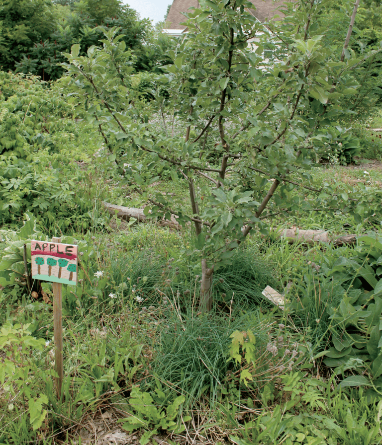 Food Forests: What is a Community Food Forest?