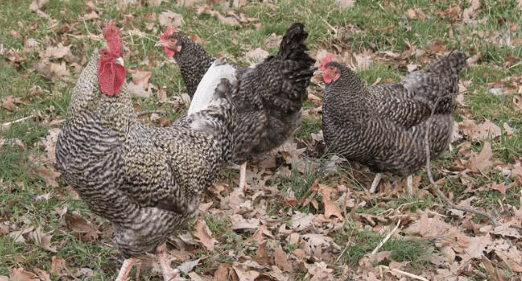 Cuckoo Maran Vs Barred Rock
