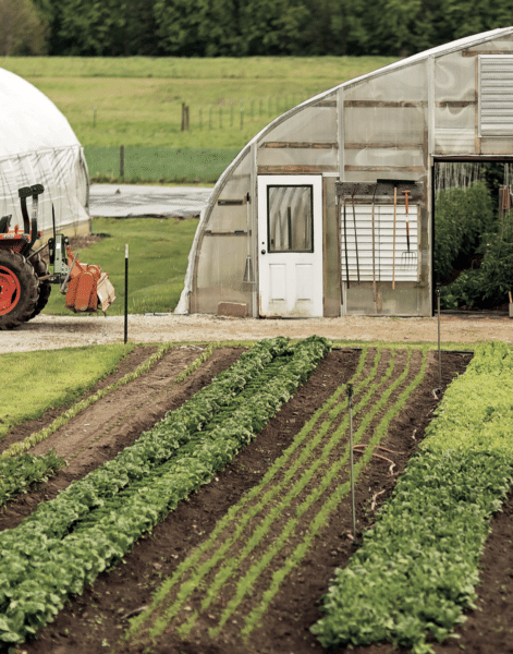 5 Steps to Help You Achieve A Lean Vegetable Farm