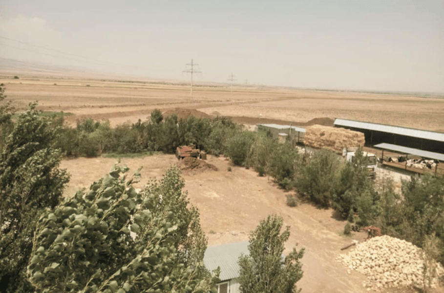 Mini-Forest Revolution: An Interview With Hannah Lewis