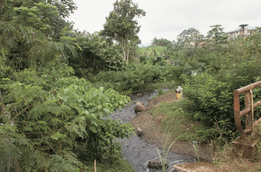 Mini-Forest Revolution: An Interview With Hannah Lewis