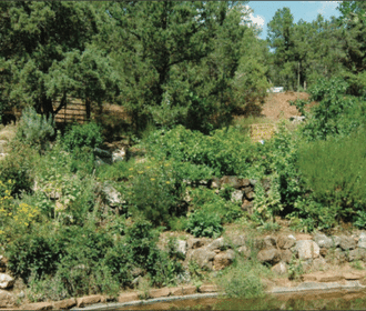 How to Create Your Own Forest Garden | Chelsea Green