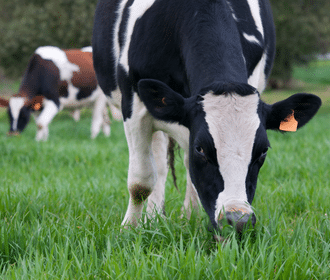 Feeding the World: Why Regenerative Grazing Is So Important - Chelsea ...