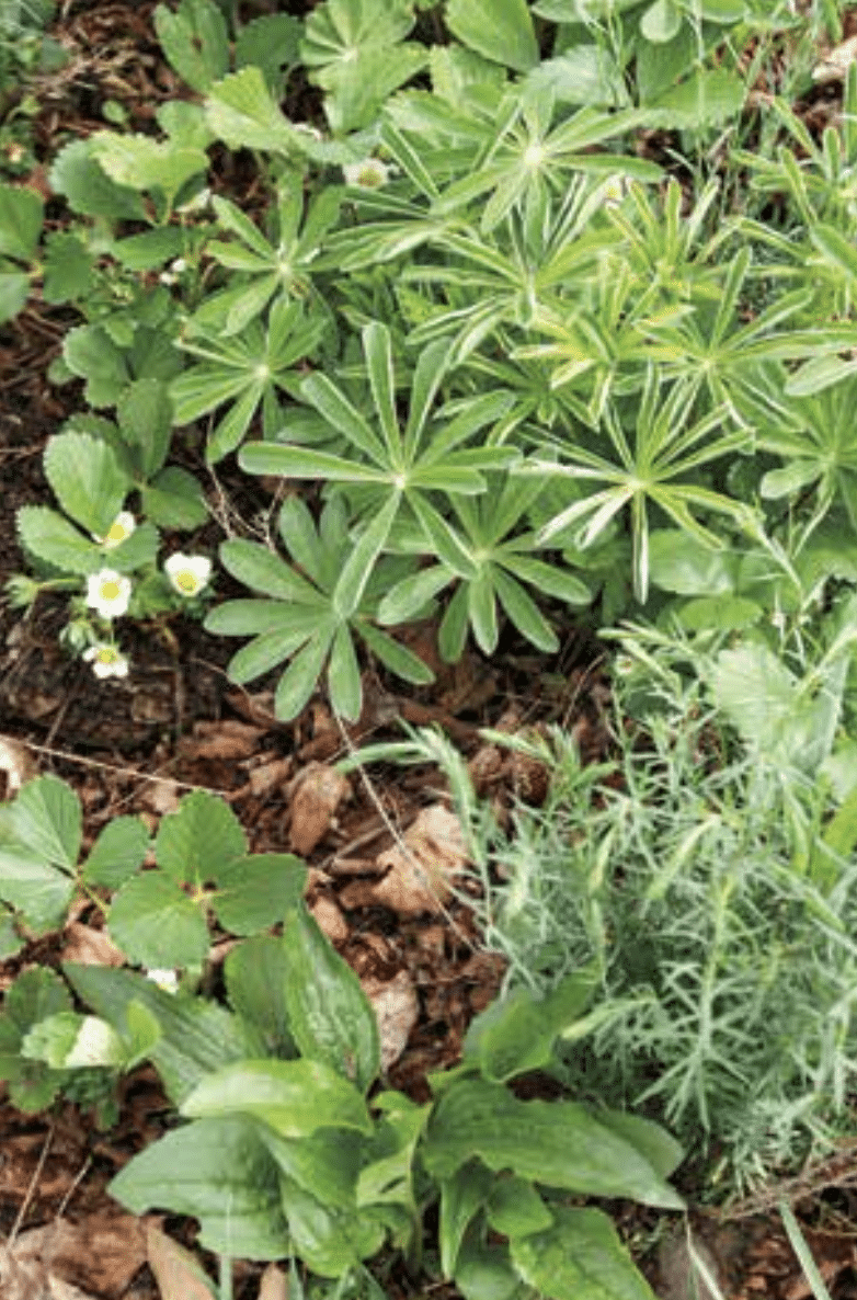 The Seven Layers of A Forest Garden - resilience