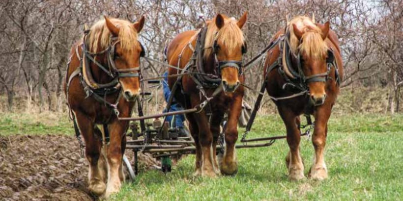 Draft Power: The Life-Affirming Alternative to "Big Ag"