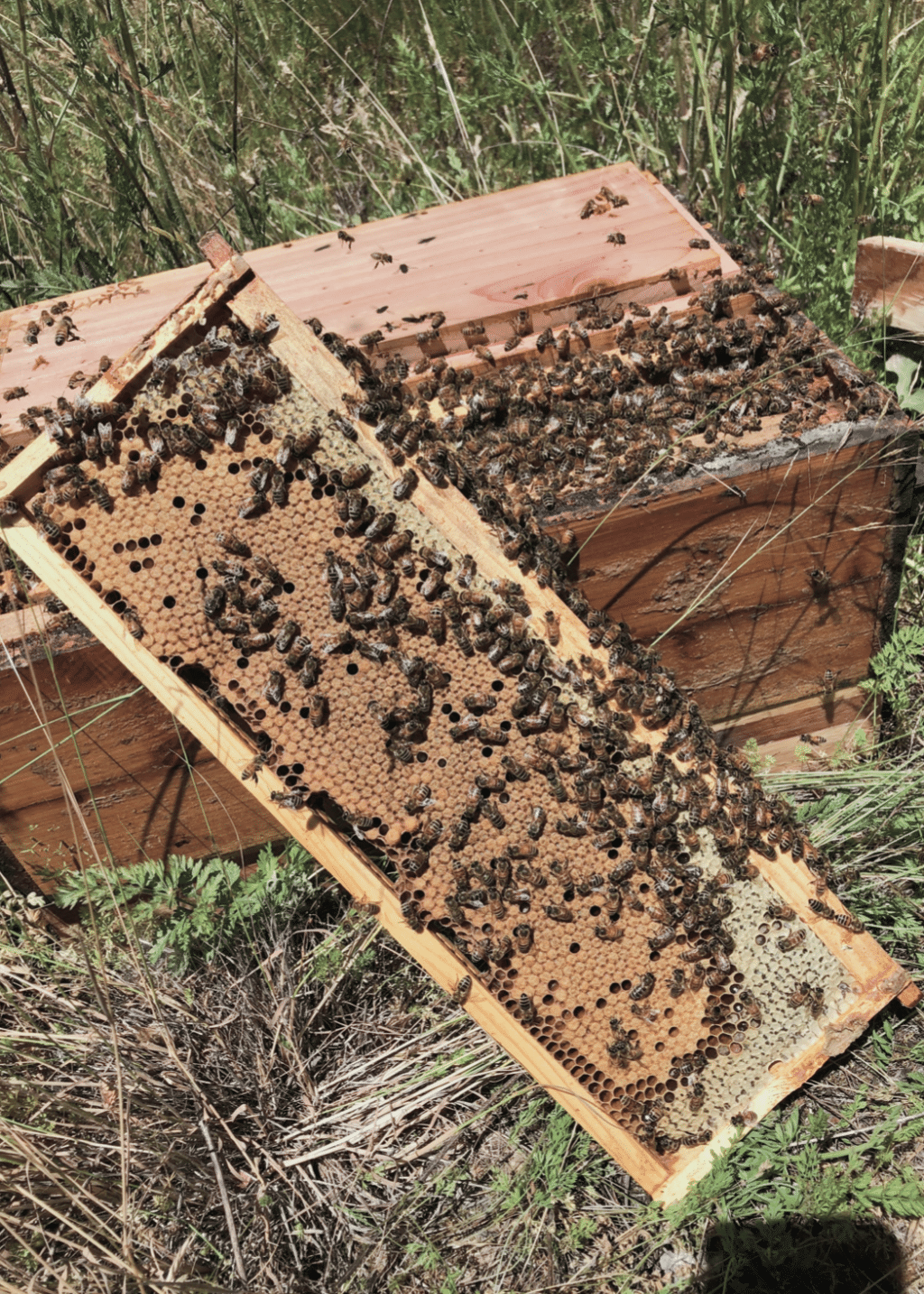 Natural Queen Bee Rearing: Make Way For the Queen!