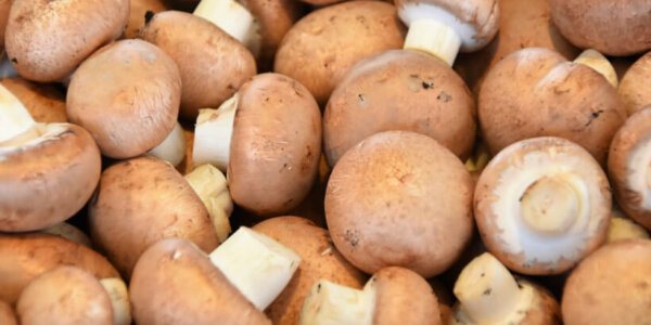 mushroom | Chelsea Green Publishing
