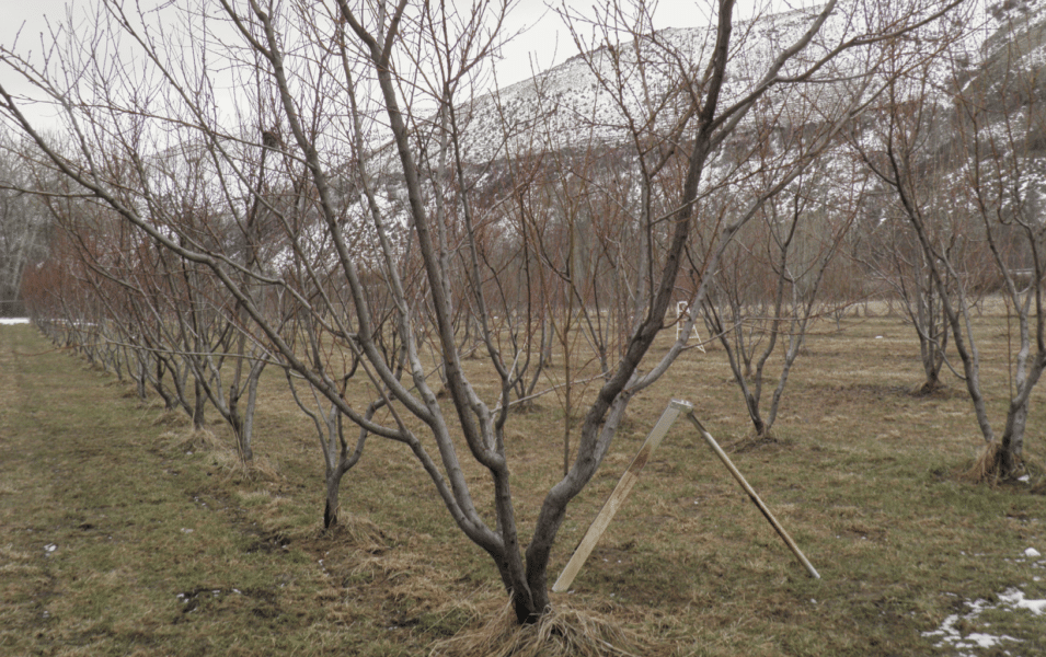 How to Grow and Maintain Fruit Trees: Fruit Tree Management