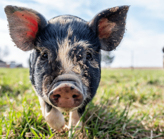 Perfect Pigs: Which Pig Breed Is Best for Your Farm?