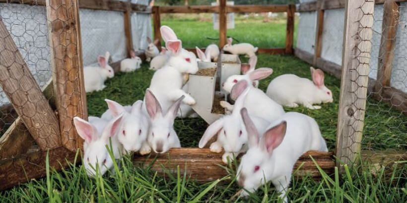 Why Rabbit is the New Chicken | Chelsea Green Publishing Why Rabbit is the New Chicken | Chelsea Green Publishing
