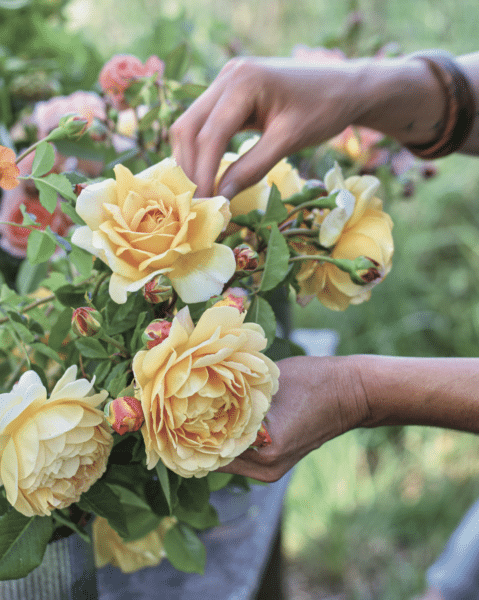 Starting A Flower Farm: 7 Steps to Crop Planning