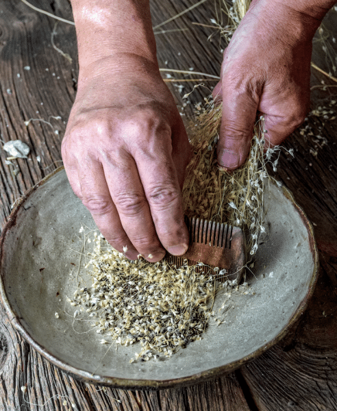 Foraging 101: Are All Grass Seeds Edible?