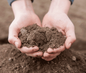 Get Started With Tillage: Choosing the Right Crops - Chelsea Green ...