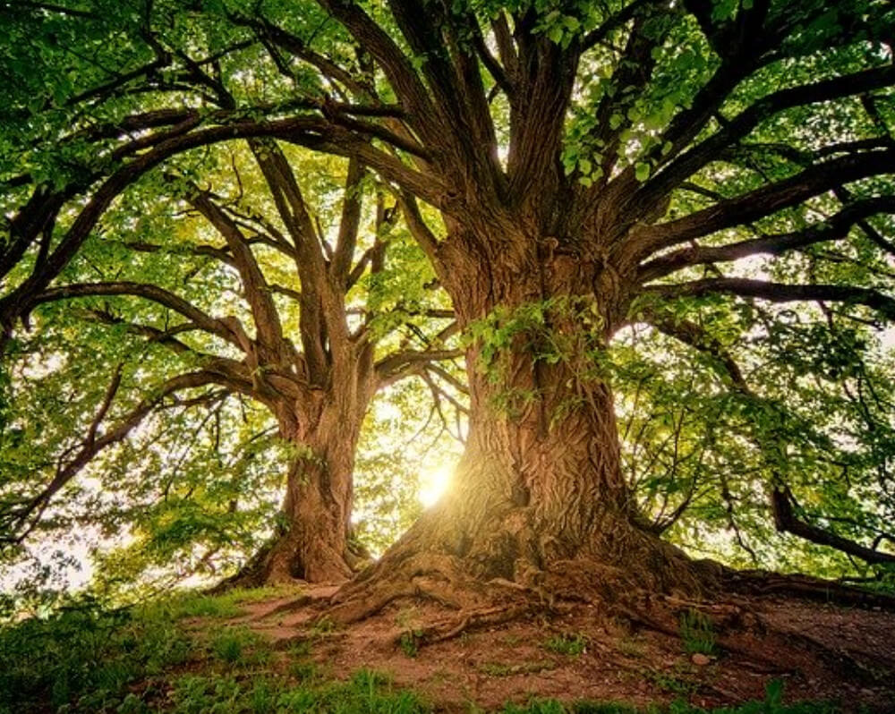 10 Fascinating Fig Facts - Chelsea Green Publishing 10 Fascinating Fig Facts - Chelsea Green Publishing