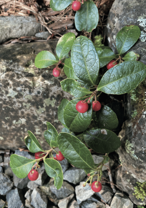 Wondrous Wintergreen: All About the Wintergreen Plant